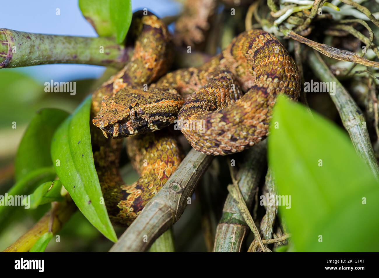 Flat-nosed pitviper snake Trimeresurus puniceus on tree branch Stock ...