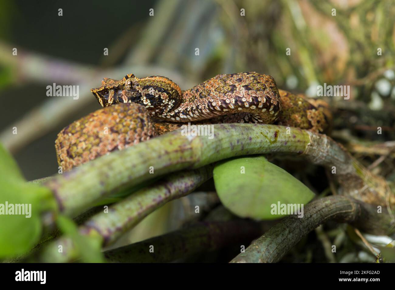 Flat-nosed pitviper snake Trimeresurus puniceus on tree branch Stock ...