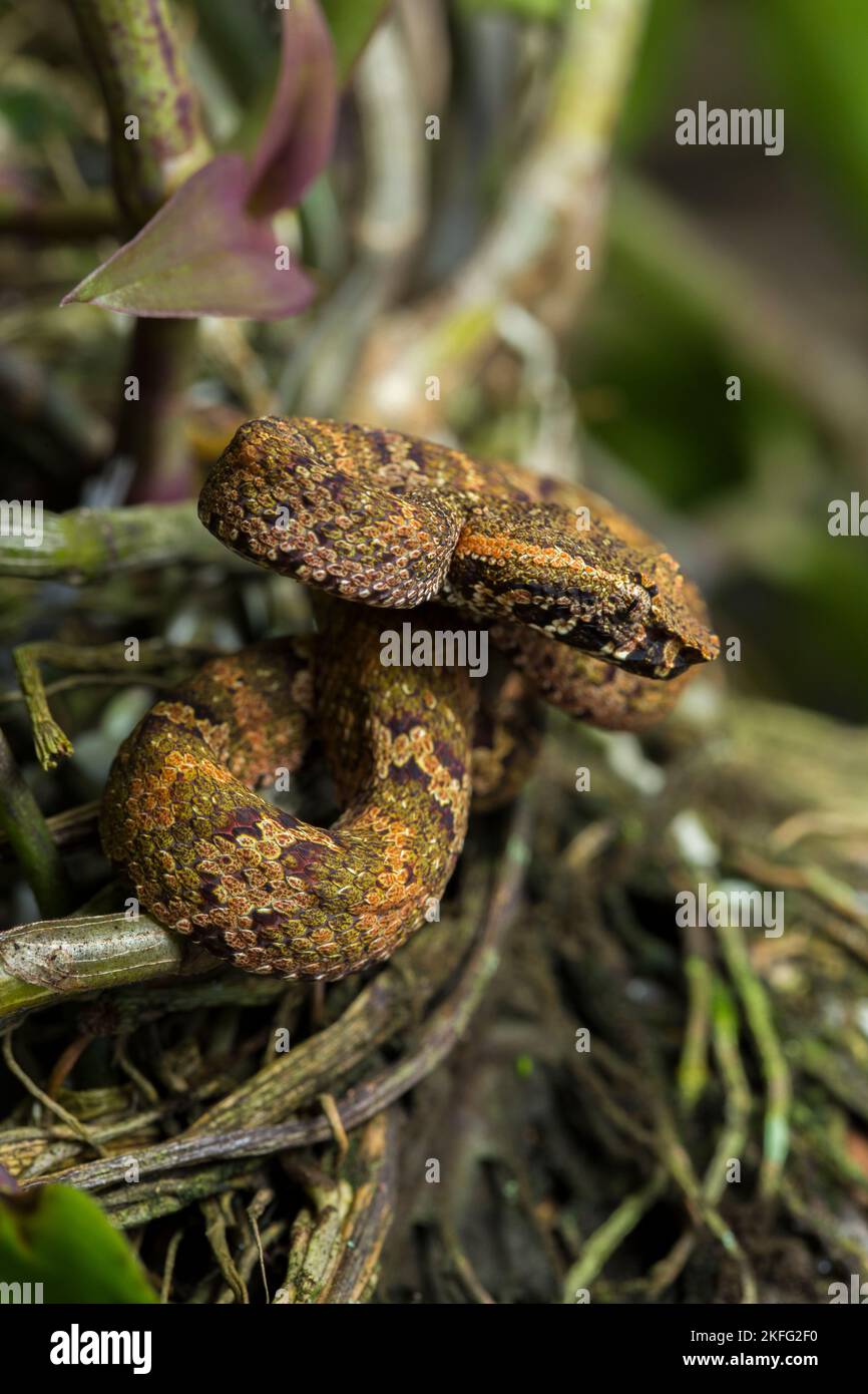 Flat-nosed pitviper snake Trimeresurus puniceus on tree branch Stock ...
