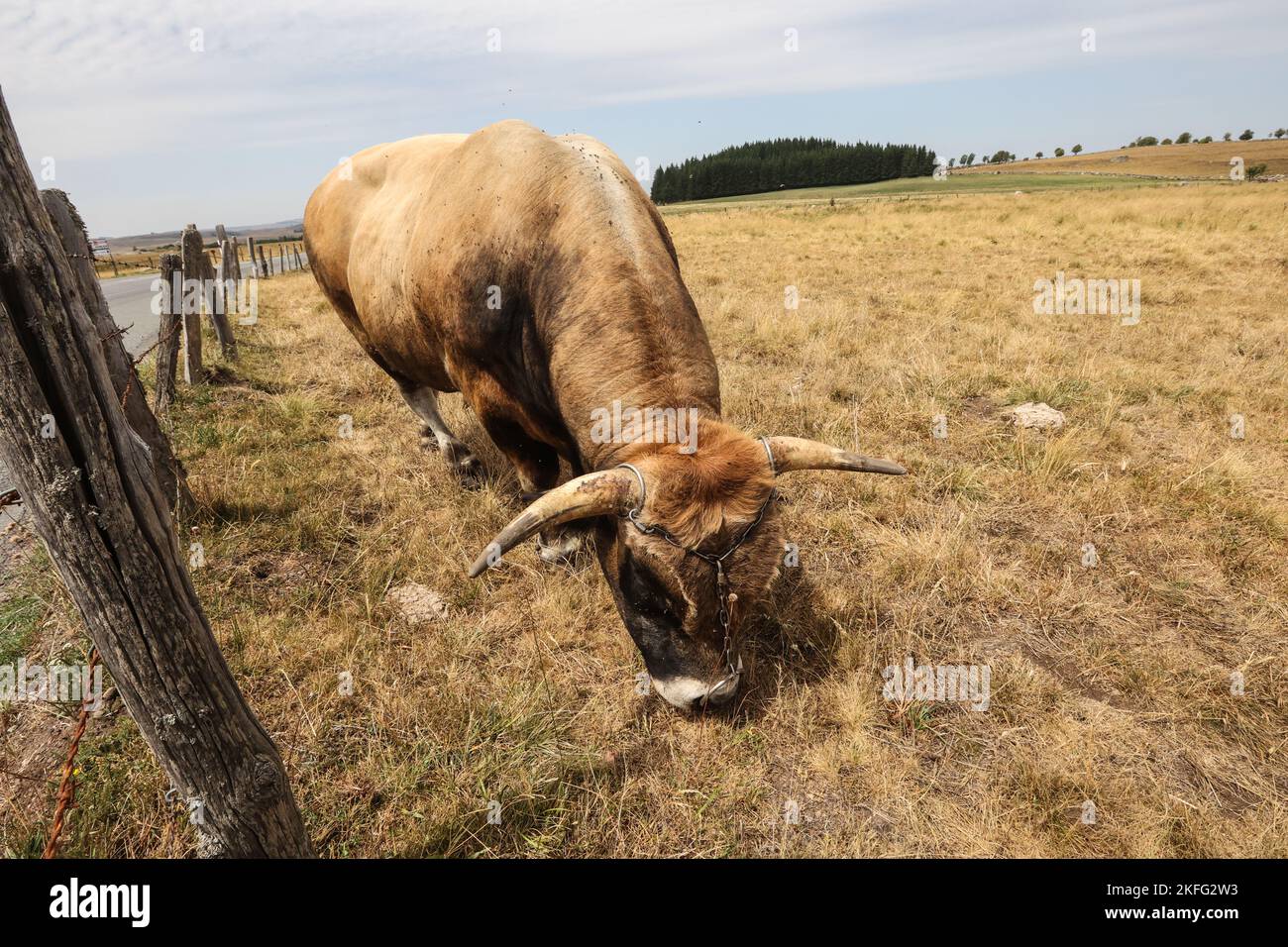 Aubrac bull,Aubrac,in,field,countryside,rural,near,Nasbinals,South of ...