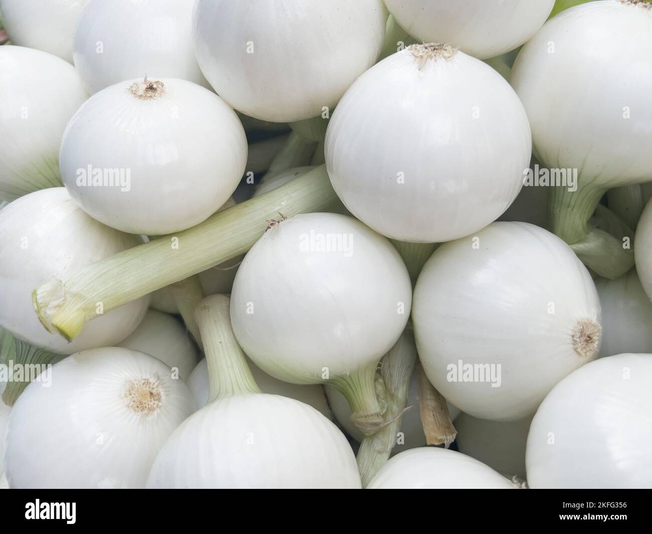 Onion texture hi-res stock photography and images - Alamy