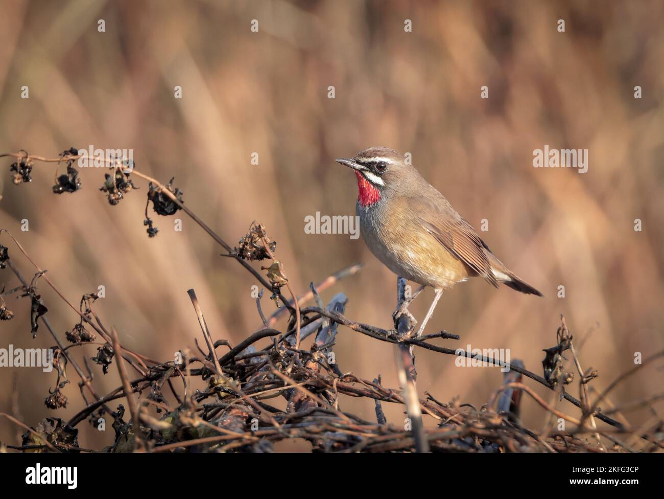 Siberian Rubythroat is a ground-loving songbird of Asia. They primarily ...