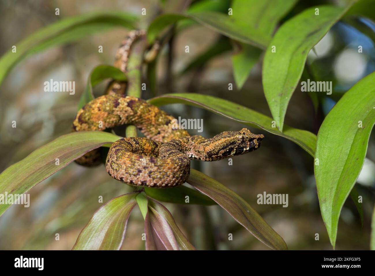 Flat-nosed pitviper snake Trimeresurus puniceus on tree branch Stock ...