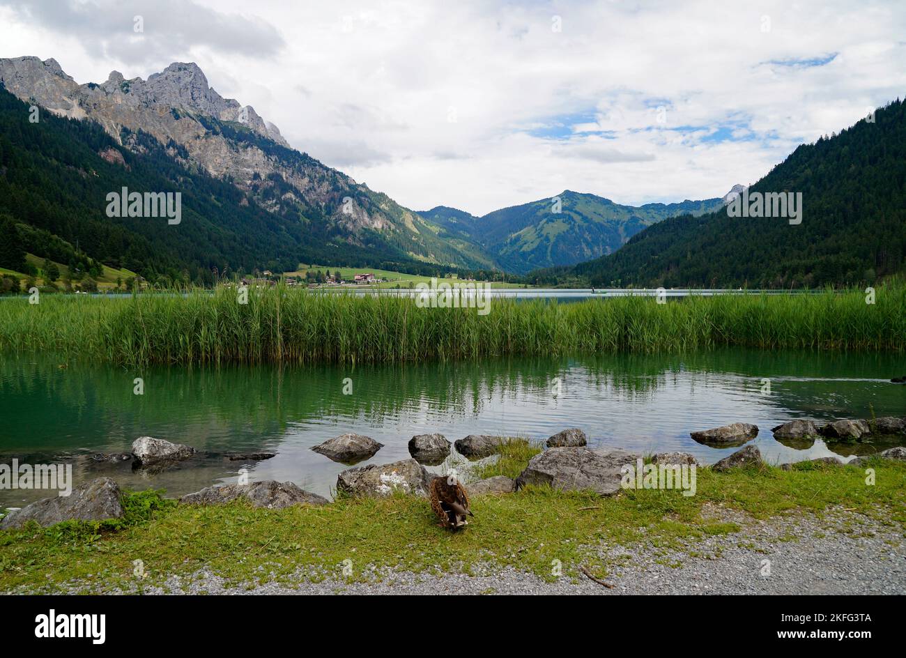 scenic emerald-green alpine lake Haldensee surrounded by lush green ...