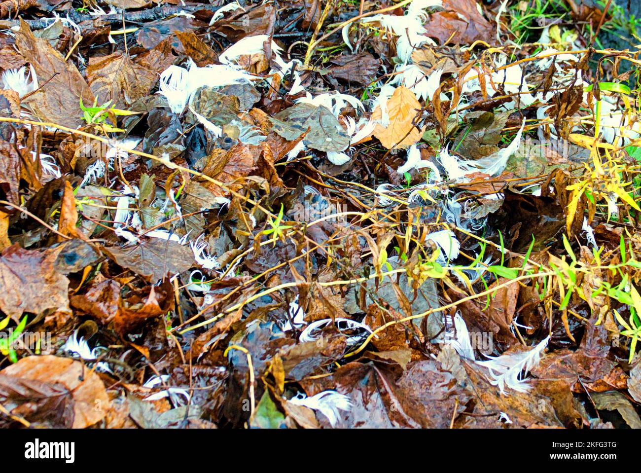 The fox at the point of death hi-res stock photography and images - Alamy