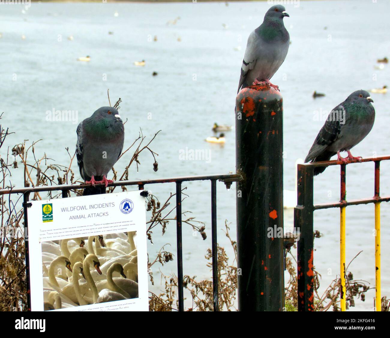 Hogganfield loch avian flu hi-res stock photography and images - Alamy