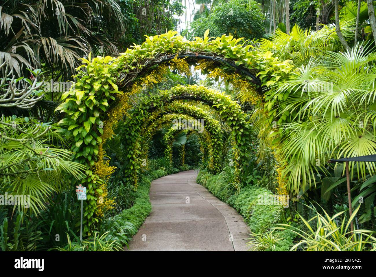 Beautiful orchid flowers in botanical garden. A walkway passing through ...