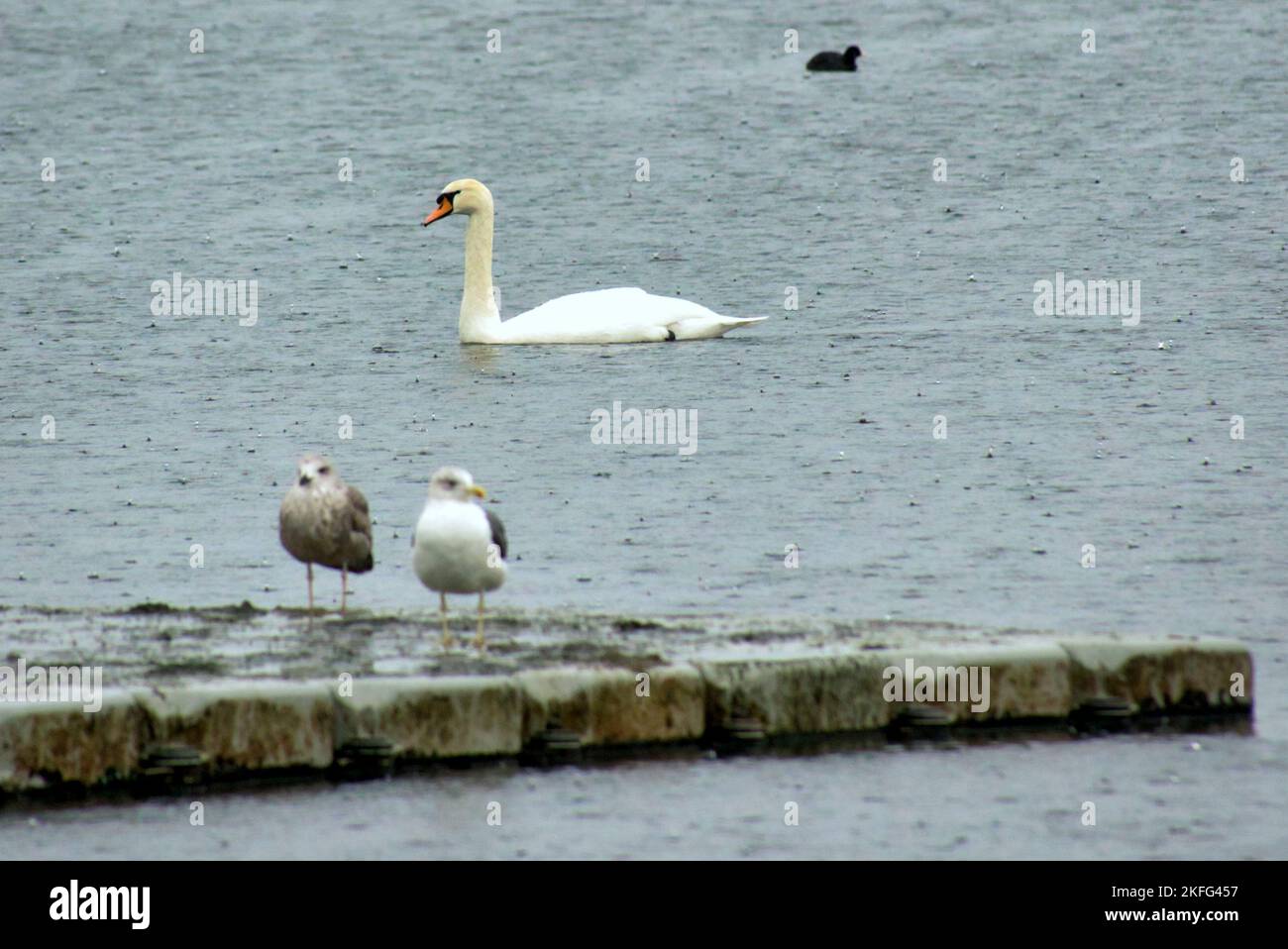 Glasgow, Scotland, UK 18th November, 2022. Hogganfield loch Avian flu ...
