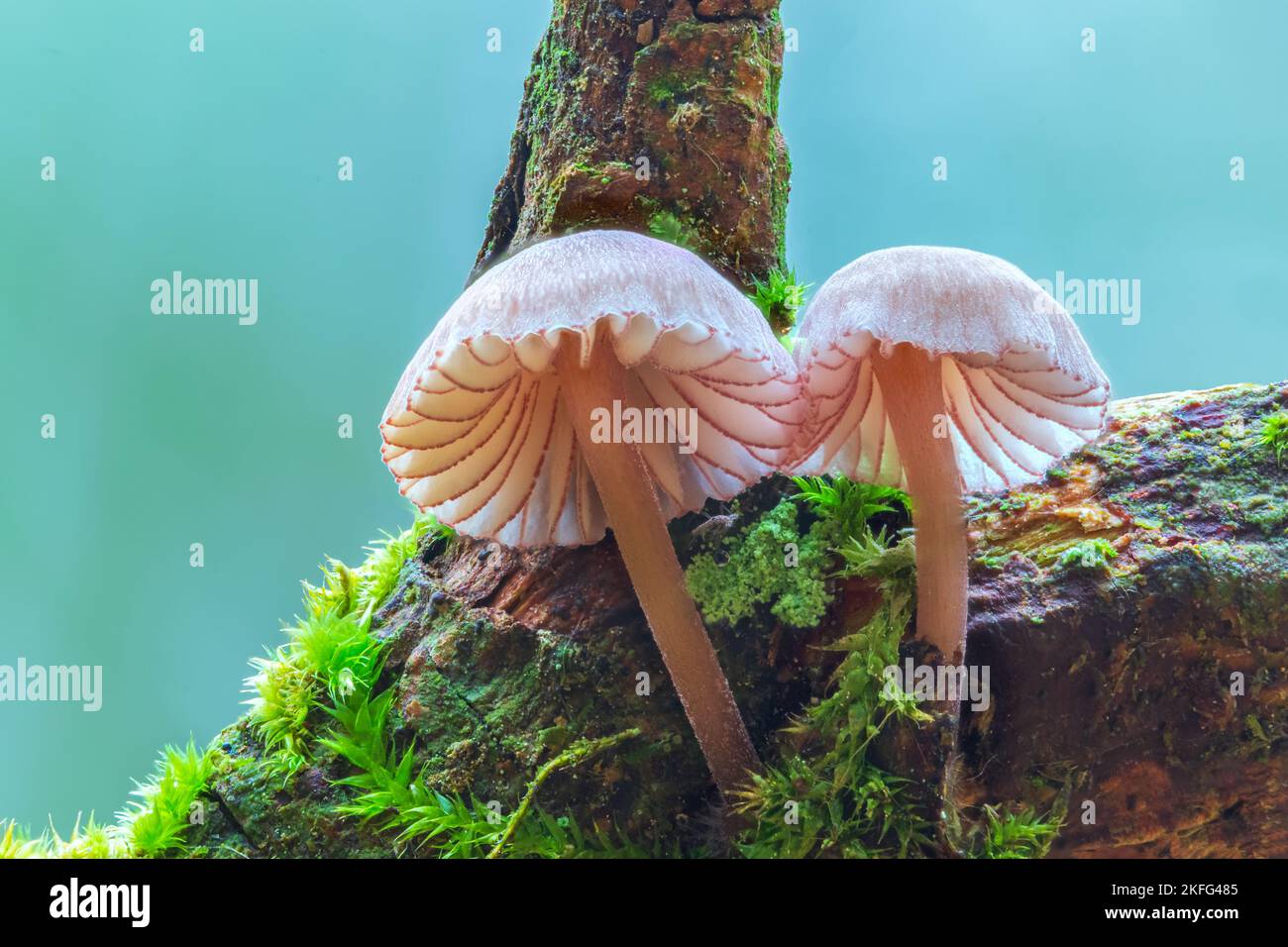 Couple white mushrooms in the forest, Genus Mycena mushroom Stock Photo ...