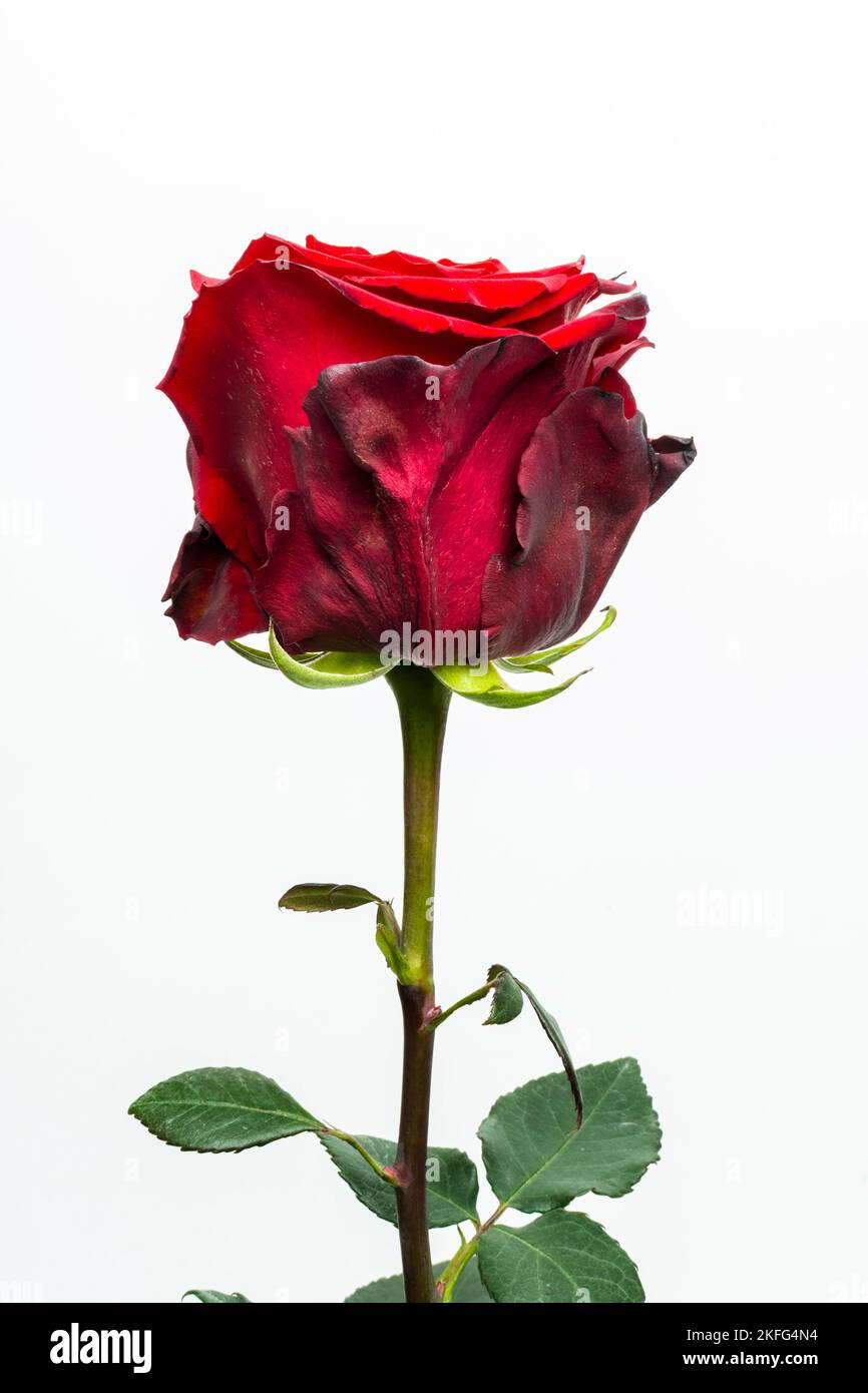 A close-up of a red eternal rose with dark, wilted petals against a ...