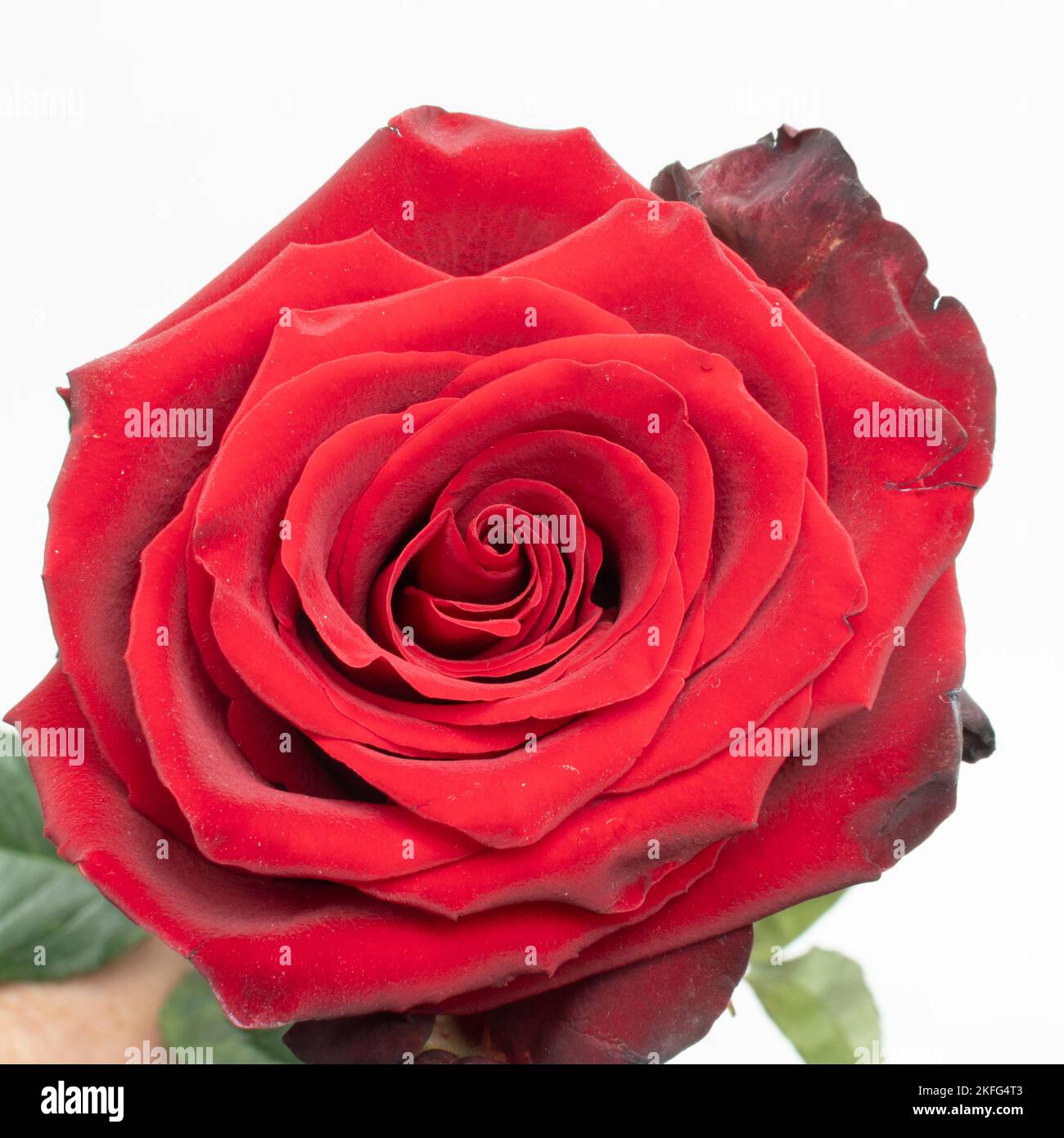 A close-up of a red eternal rose with dark, wilted petals against a ...