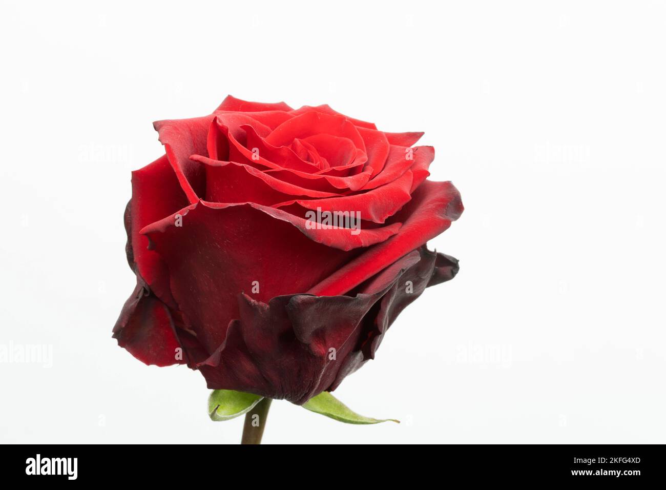 A close-up of a red eternal rose with dark, wilted petals against a ...