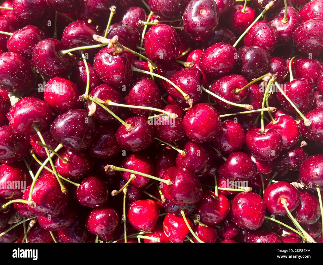 Cherry Background. Sweet fresh organic cherries with water drops. Sweet ...