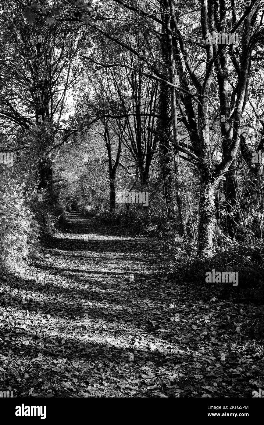 Reflections on flower Black and White Stock Photos & Images - Alamy