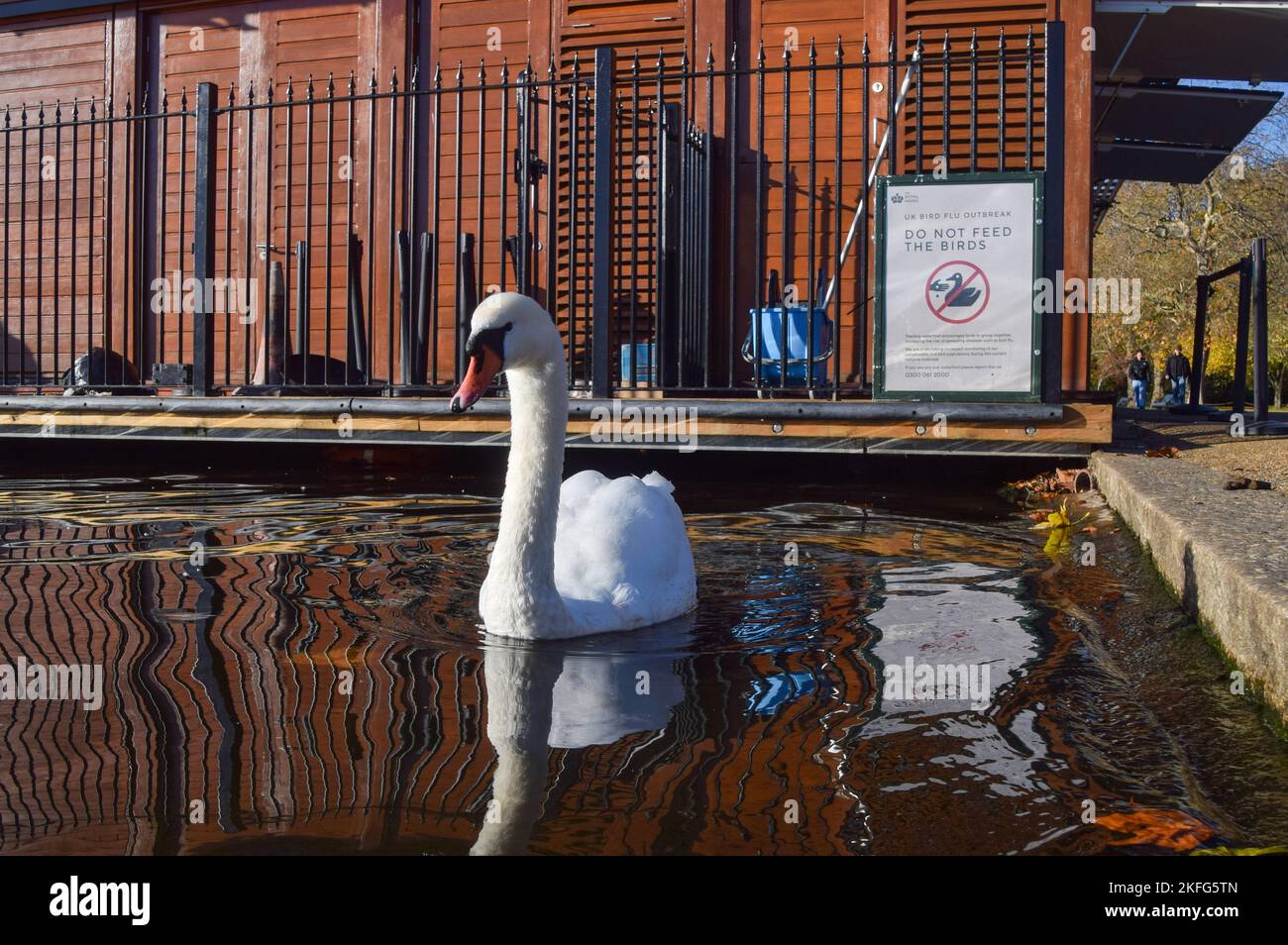 Swan next to serpentine hi-res stock photography and images - Alamy