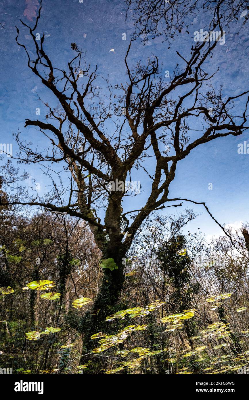 Surreal Abstract Autumnal tree reflected in a canal. Inverted image ...