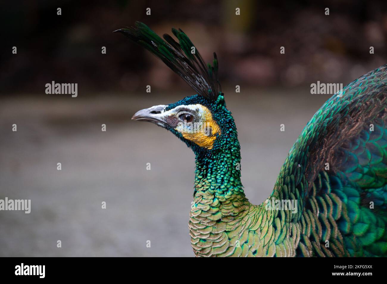 A closeup of a majestic peacock Stock Photo - Alamy