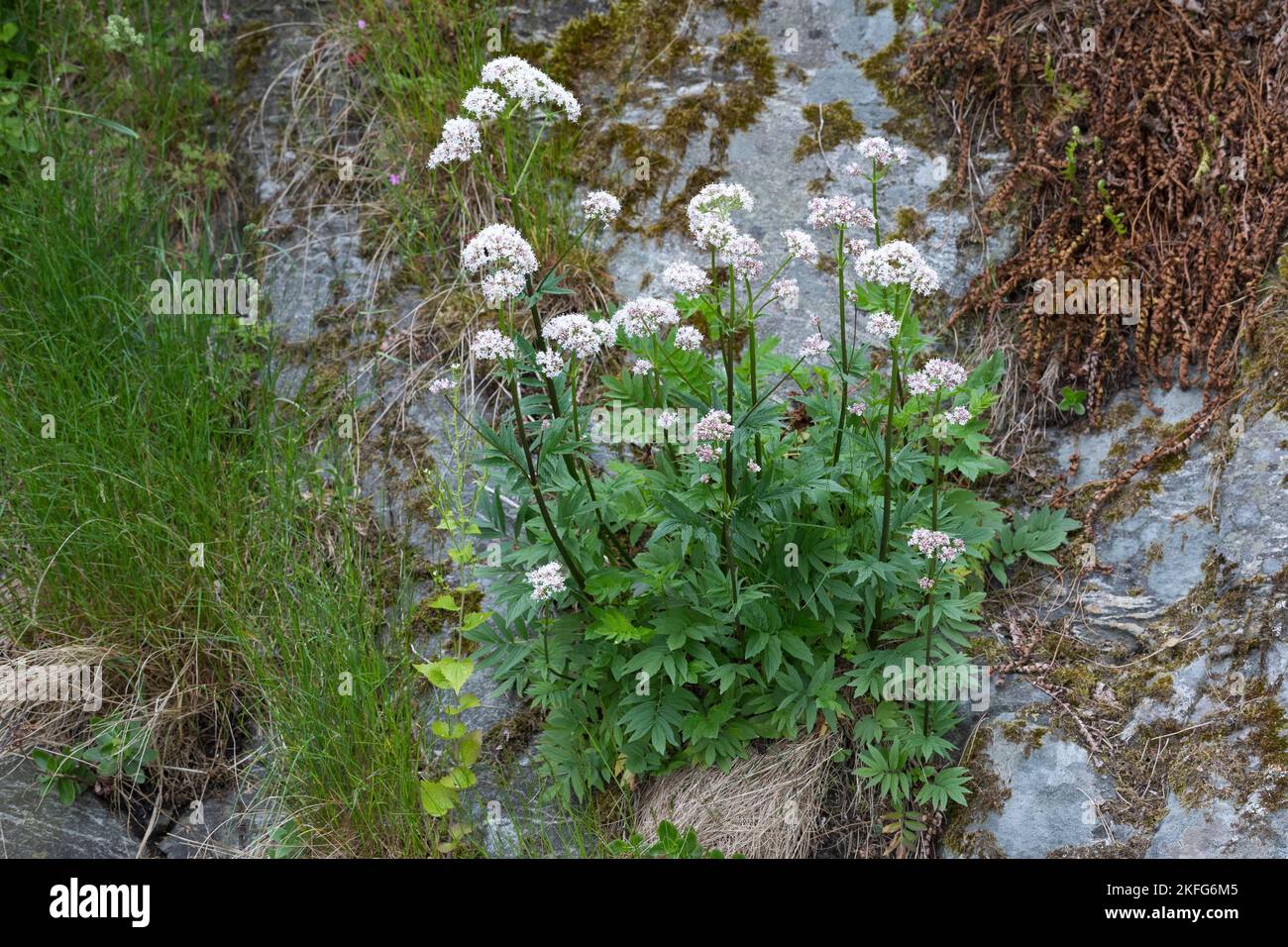 Echter Baldrian, Baldrian, Großer Baldrian, Echter Arznei-Baldrian ...