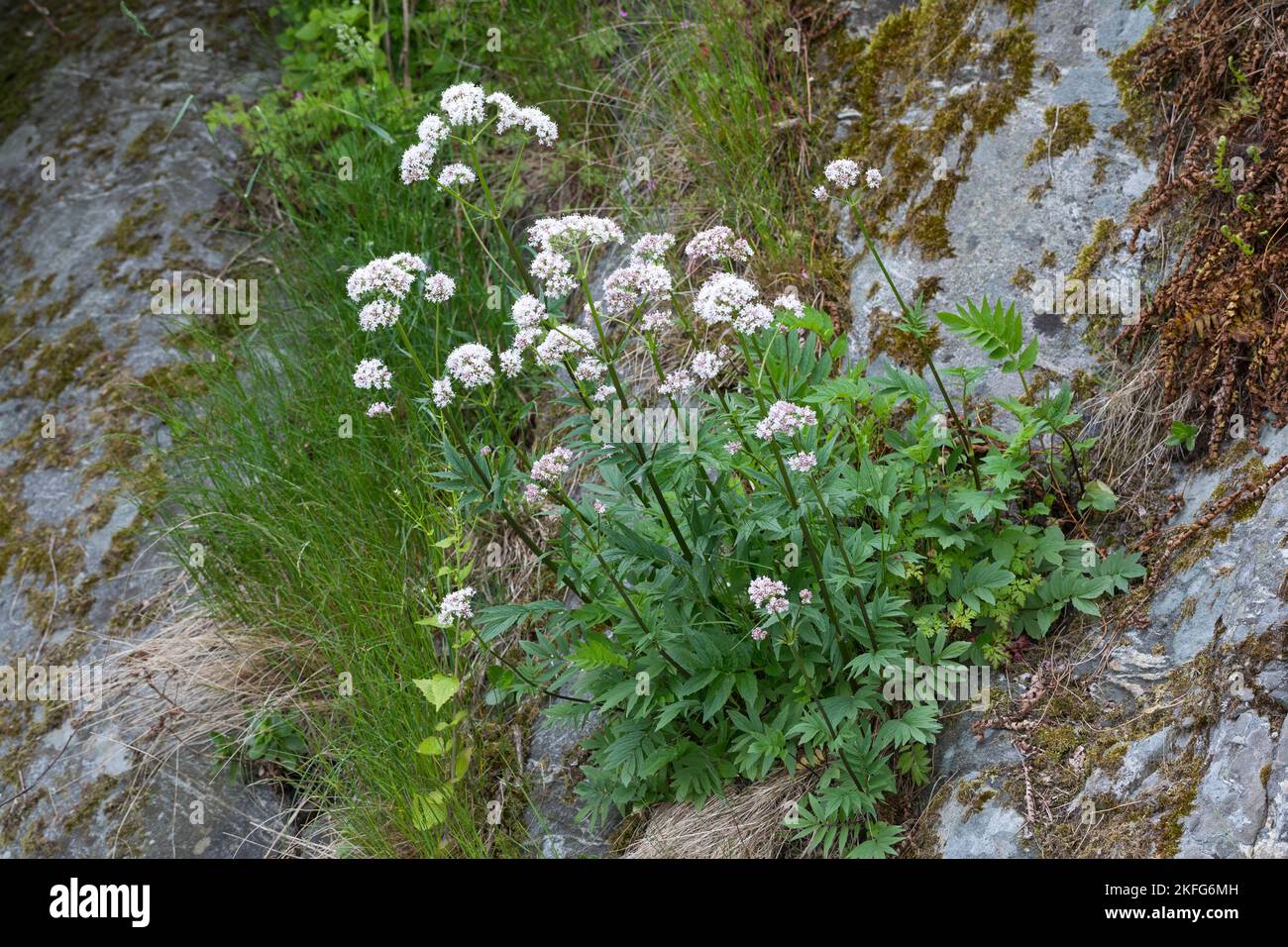 Echter Baldrian, Baldrian, Großer Baldrian, Echter Arznei-Baldrian ...