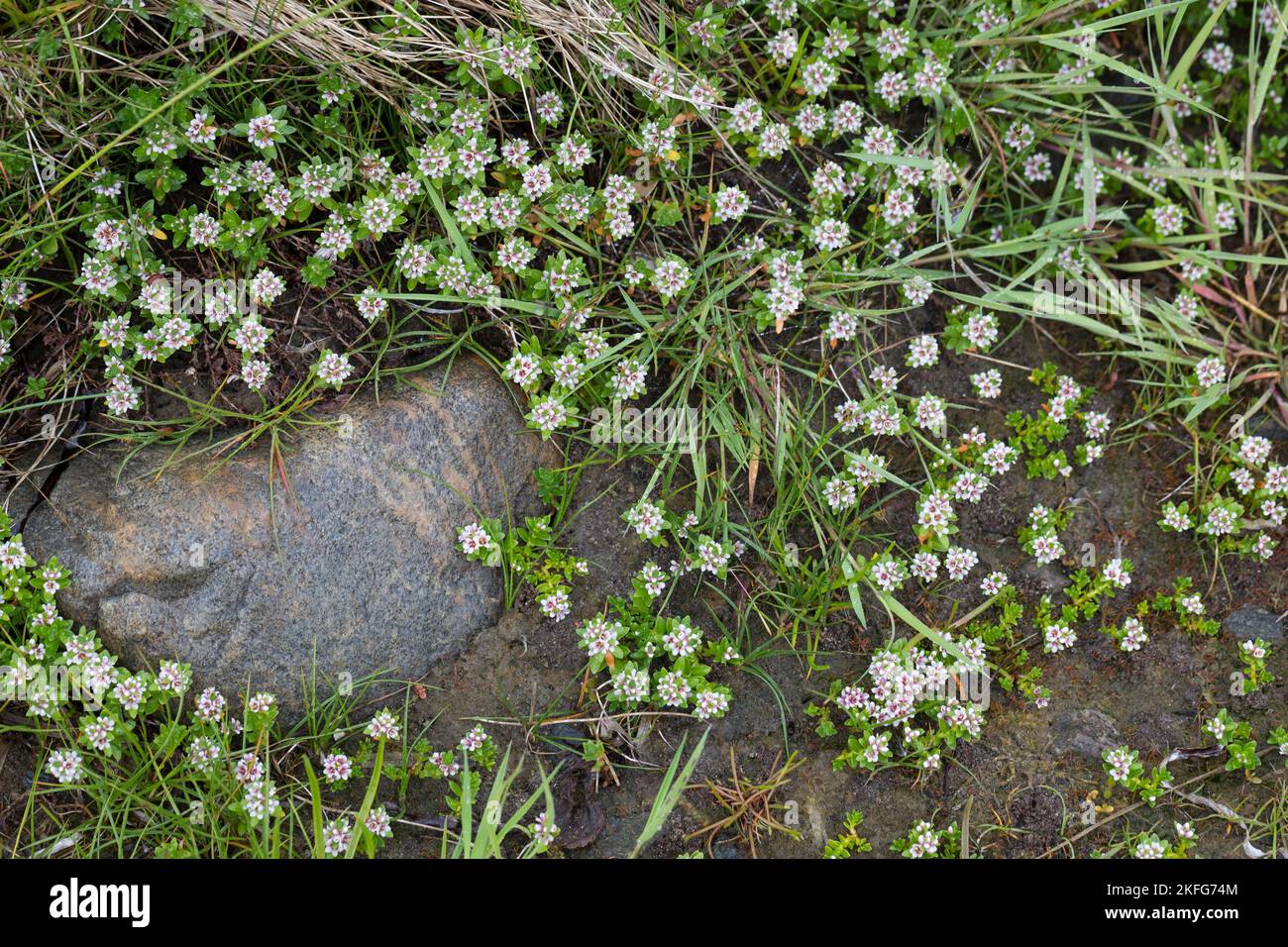 Strand-Milchkraut, Strandmilchkraut, Milchkraut, Glaux maritima ...
