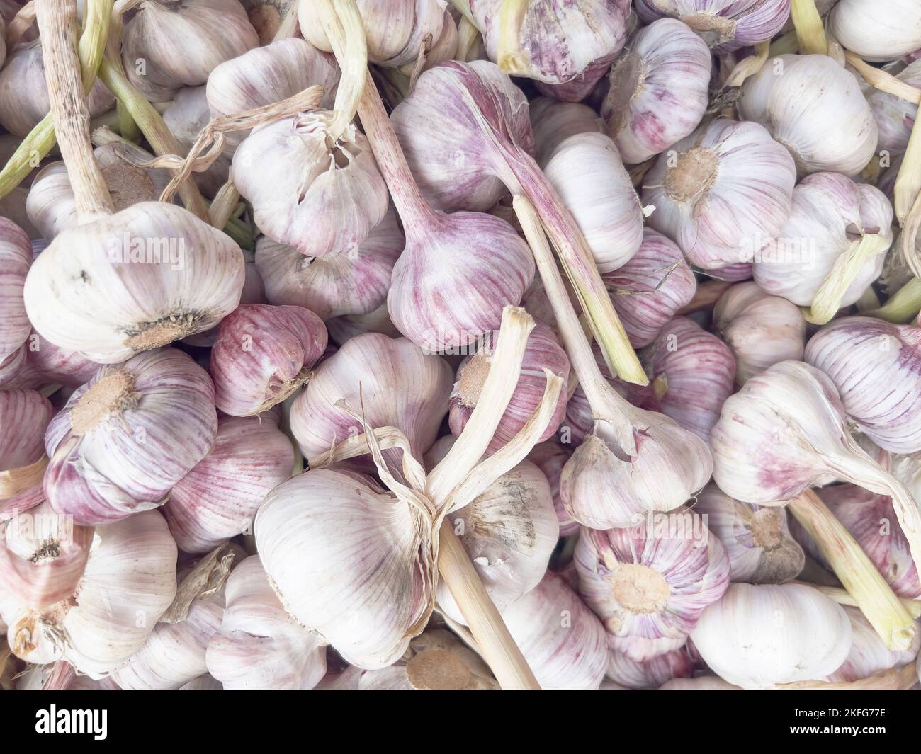 Garlic texture background. Garlic pattern. Whole fresh garlic. Fresh ...