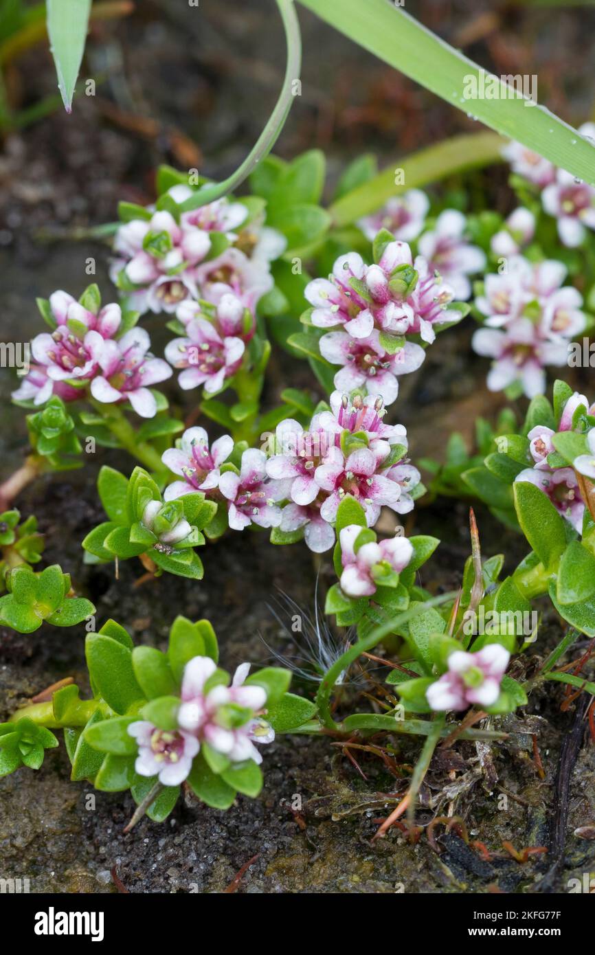 Strand-Milchkraut, Strandmilchkraut, Milchkraut, Glaux maritima ...