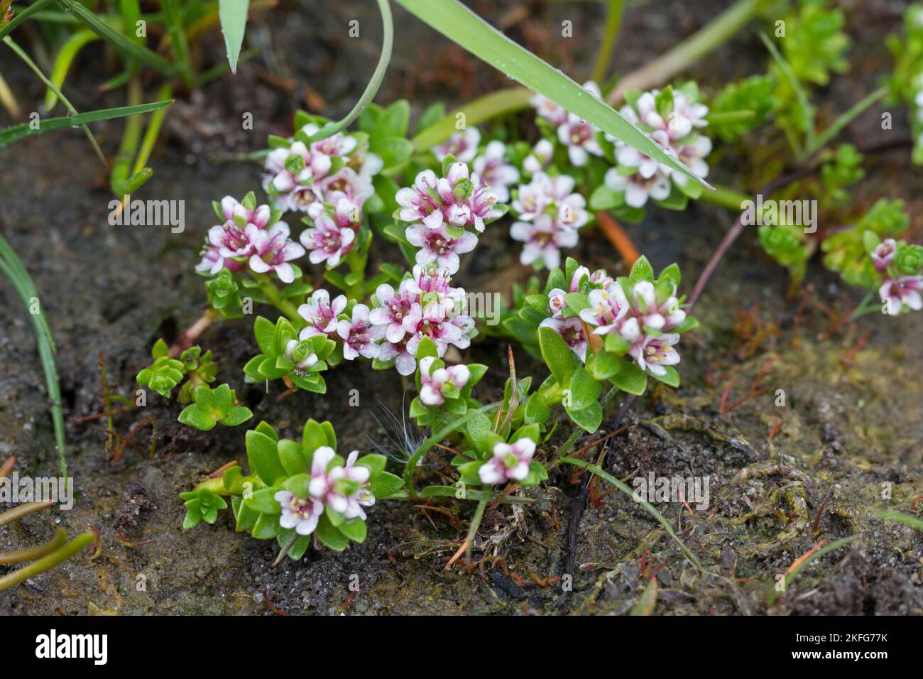 Strand-Milchkraut, Strandmilchkraut, Milchkraut, Glaux maritima ...
