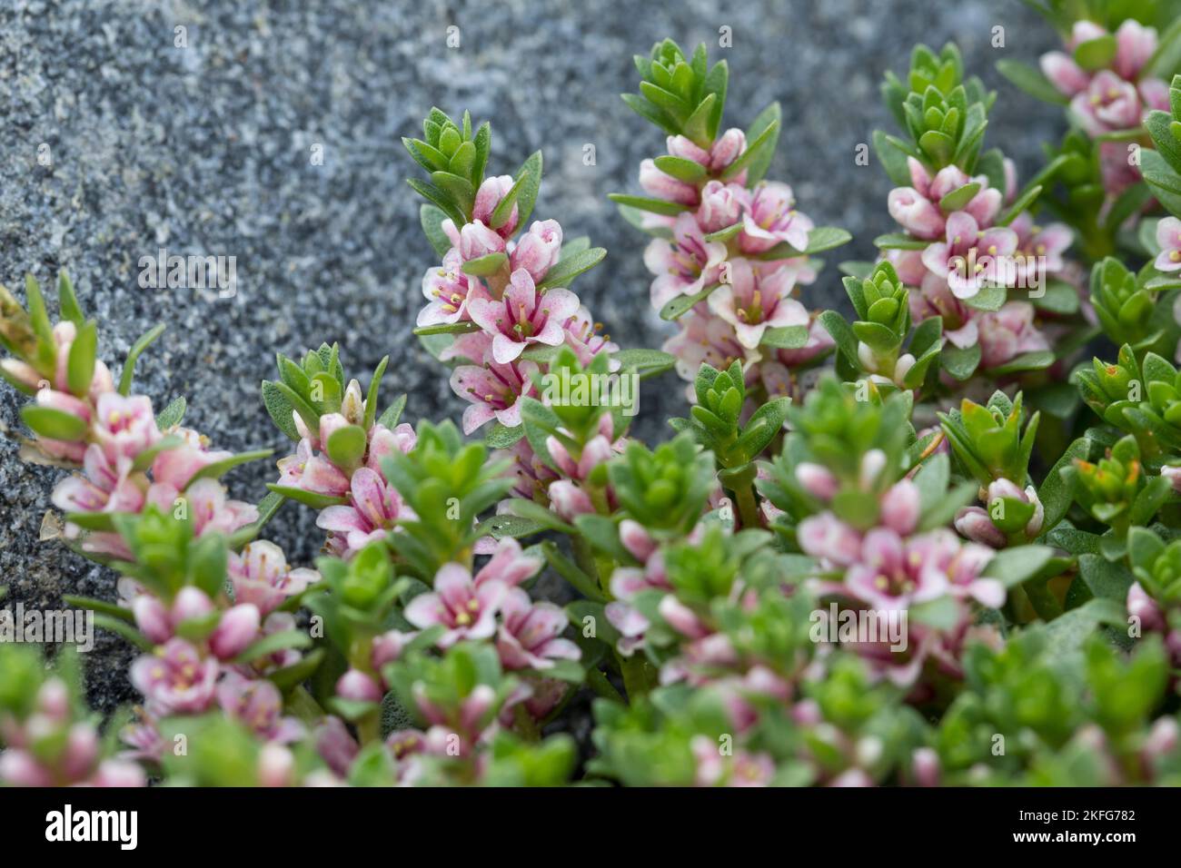 Saltwort hi-res stock photography and images - Alamy