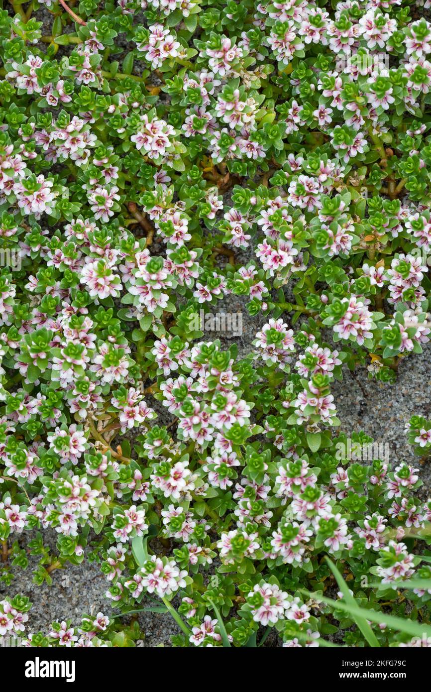 Strand-Milchkraut, Strandmilchkraut, Milchkraut, Glaux maritima ...