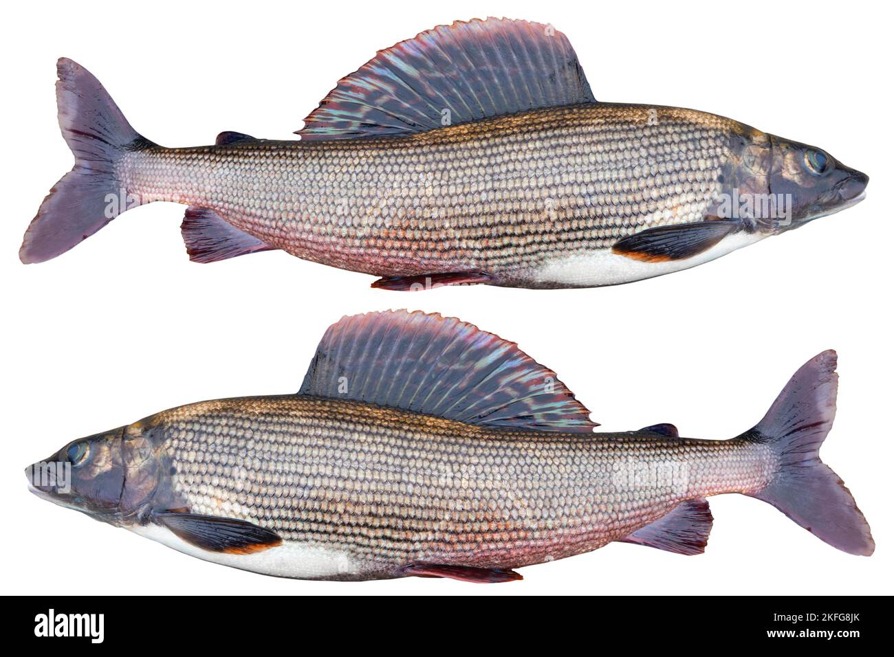 Arctic grayling fish isolated on white background. Freshwater fish ...