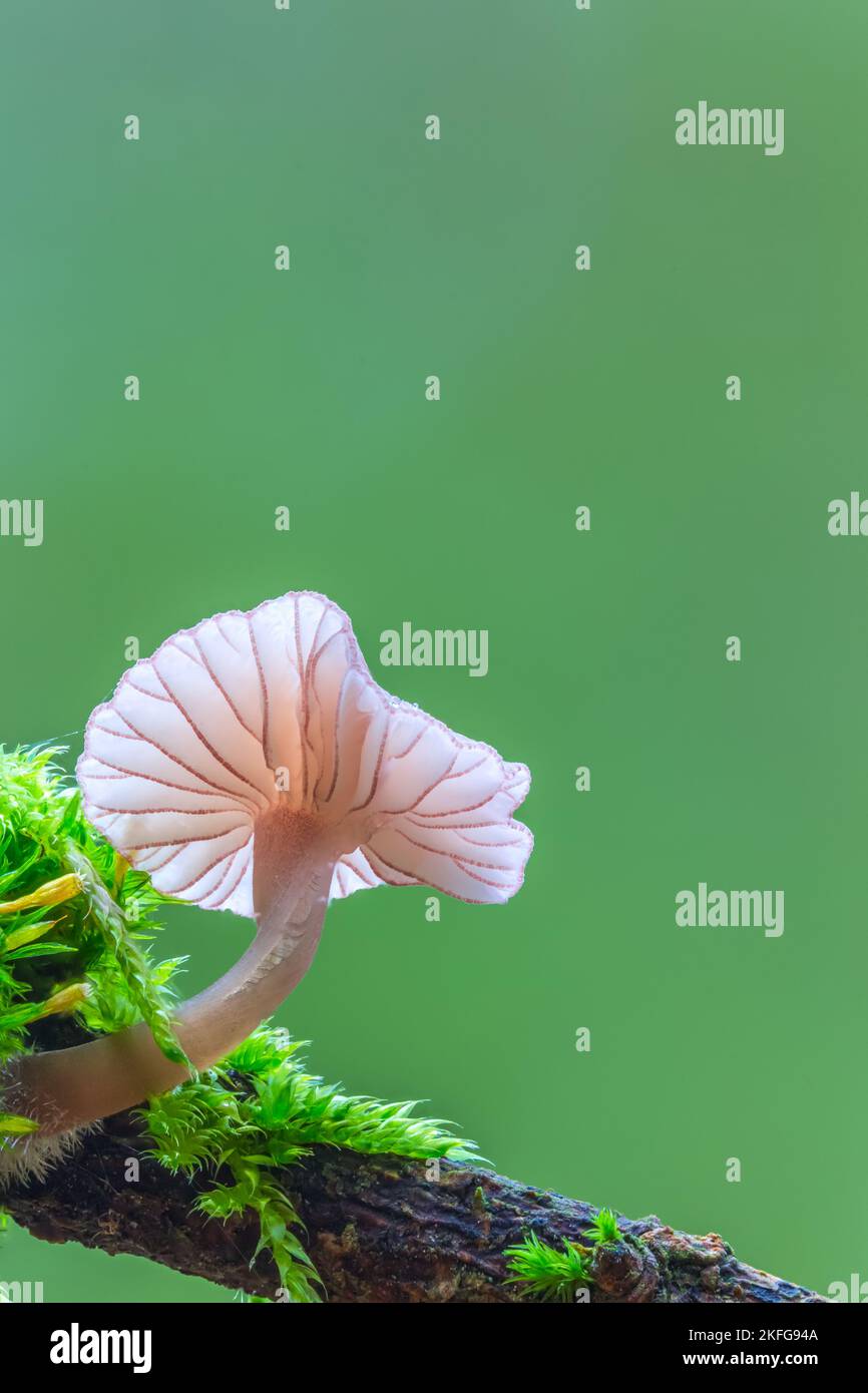 White mushroom in the forest, Genus Mycena mushroom Stock Photo - Alamy