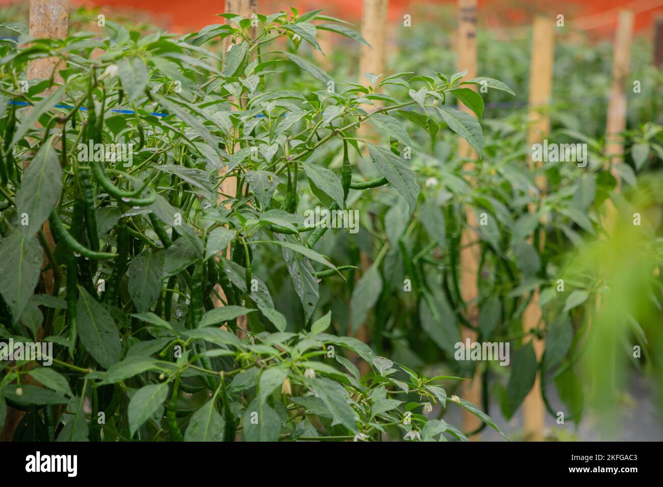 Green chili agriculture field in Indonesia, Green chili plant Stock ...