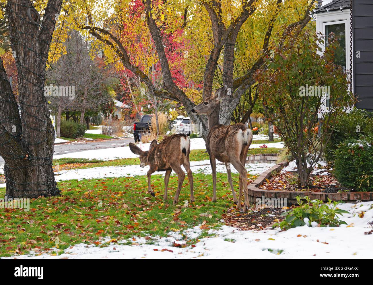 Urban wildlife, like these black-tailed deer in downtown Bend, oregon ...