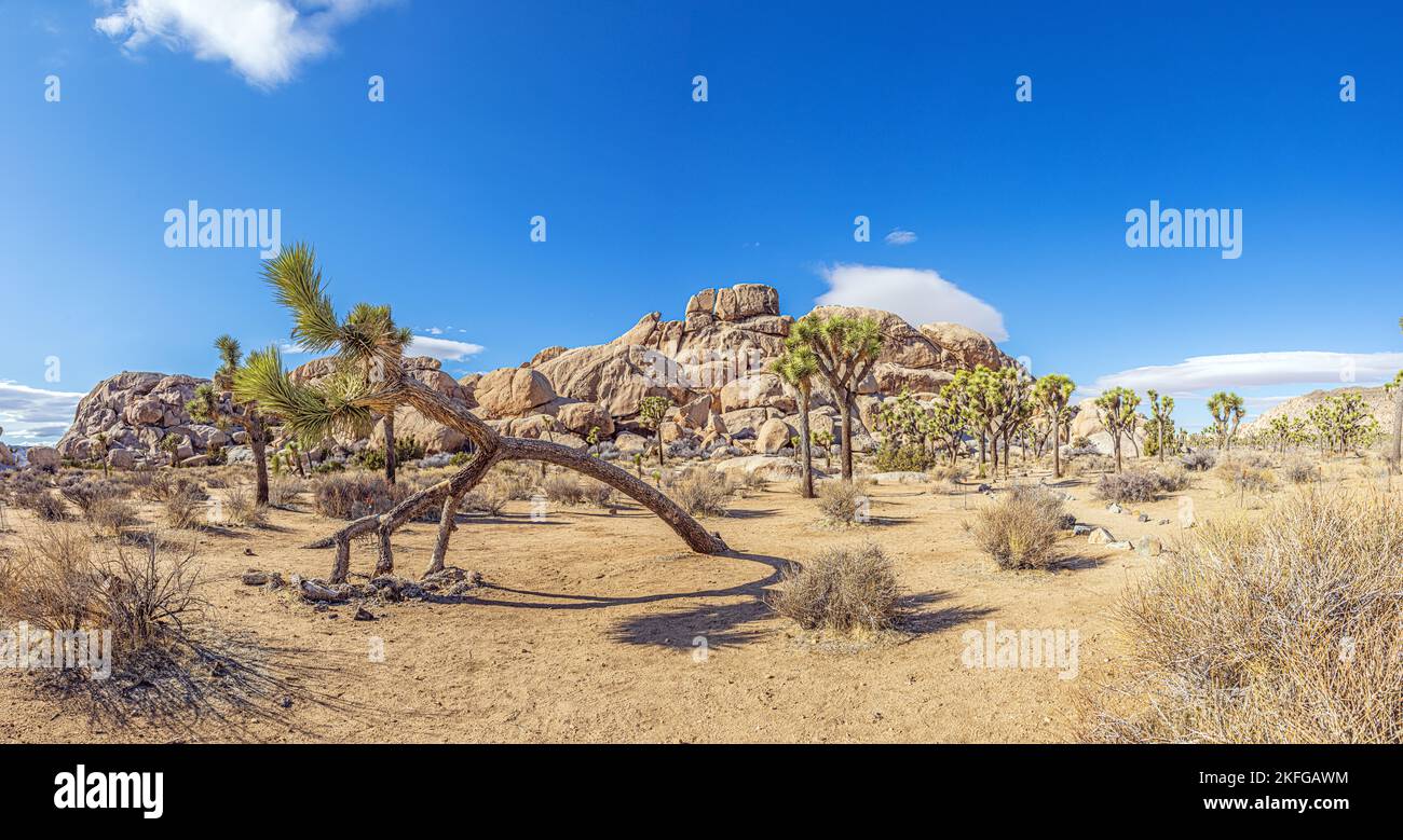 Picture of Yoshua Tree National Park with cactus trees in California ...