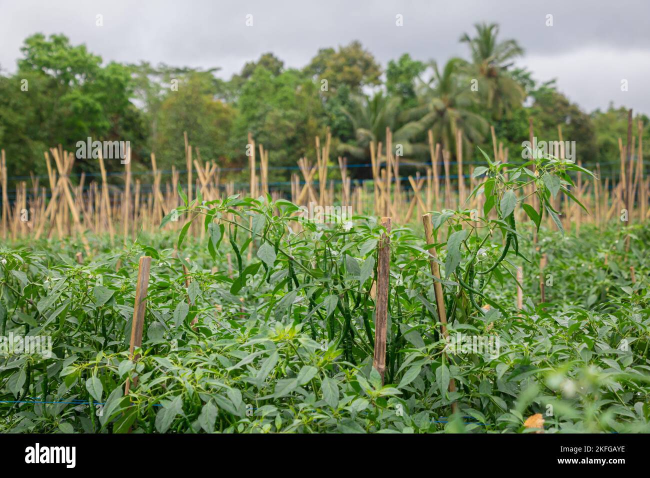 Green chili agriculture field in Indonesia, Green chili plant Stock ...