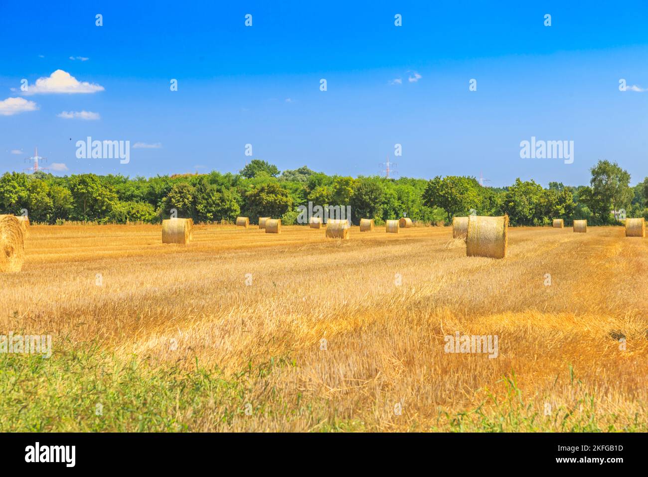 Recording of a mowed-down area during the day in late summer in ...