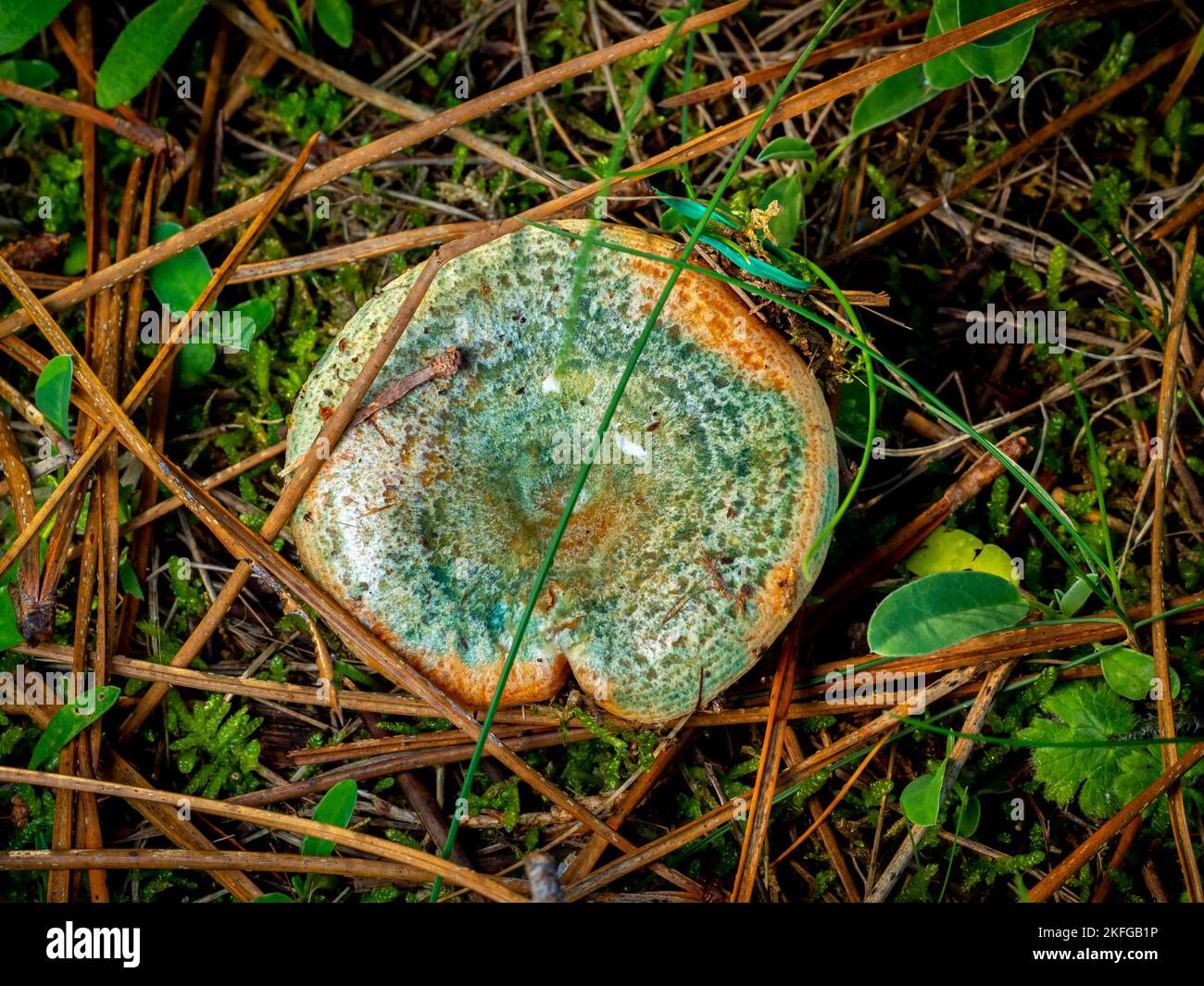bloody milk cap mushroom (Lactarius vinosus) isolated in the forest ...