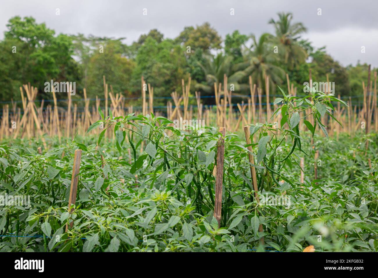 Green chili agriculture field in Indonesia, Green chili plant Stock ...