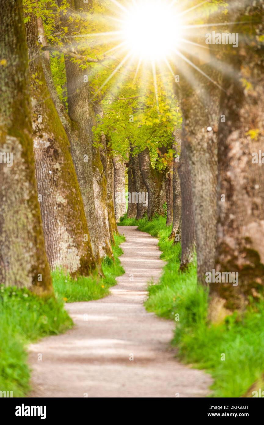 Tree alley with footpath and sunbeams Stock Photo - Alamy