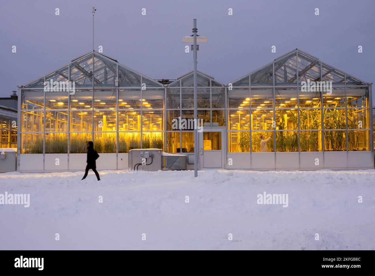 A woman passes by a large greenhouse with bright illumination. An ...
