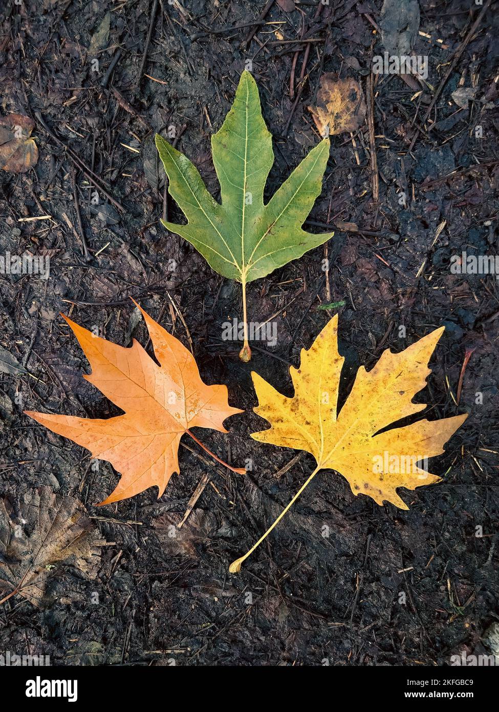 A beautiful fall background of three colorful maple leaves on a wet ...