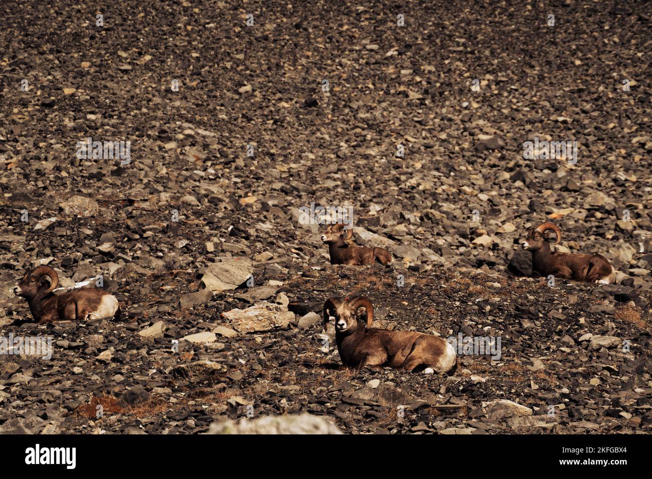 Mouflon rocks hi-res stock photography and images - Alamy
