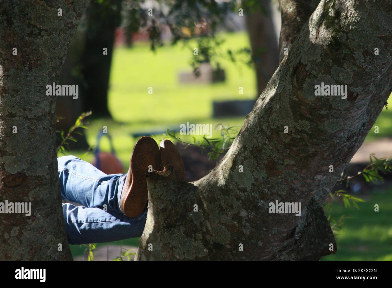 A scenic view of a man resting on a log of a tree on a beautiful sunny ...