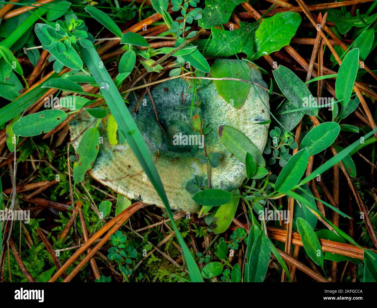 bloody milk cap mushroom (Lactarius vinosus) isolated in the forest ...