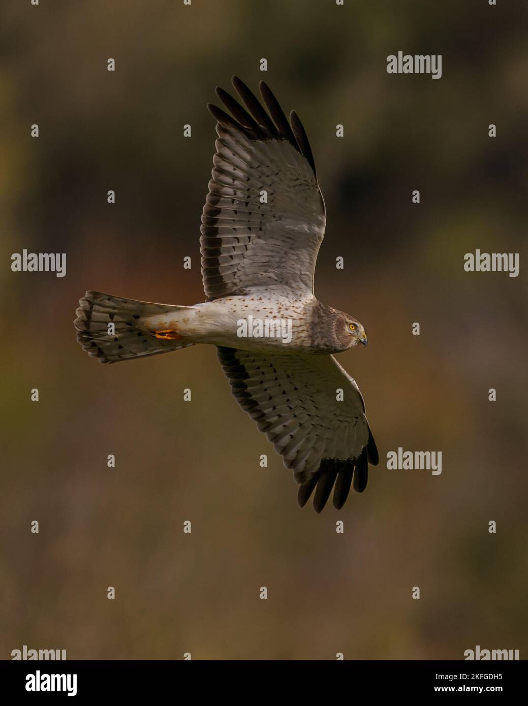 Ring tailed hawk hi-res stock photography and images - Alamy