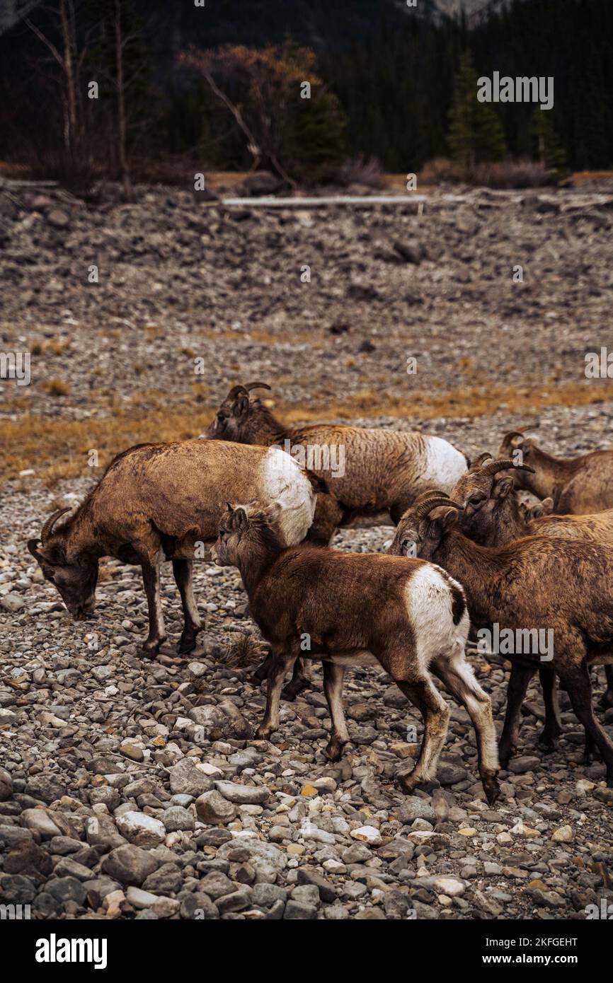 Ovis ammon aerial hi-res stock photography and images - Alamy