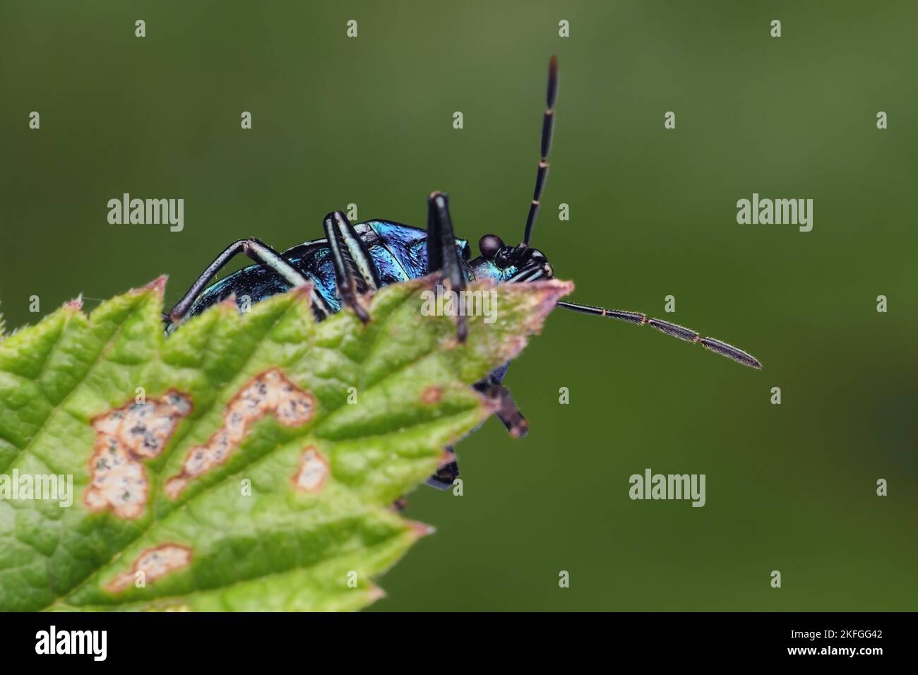Blue Shieldbug (Zicrona caerulea) clinging to plant leaf. Tipperary ...