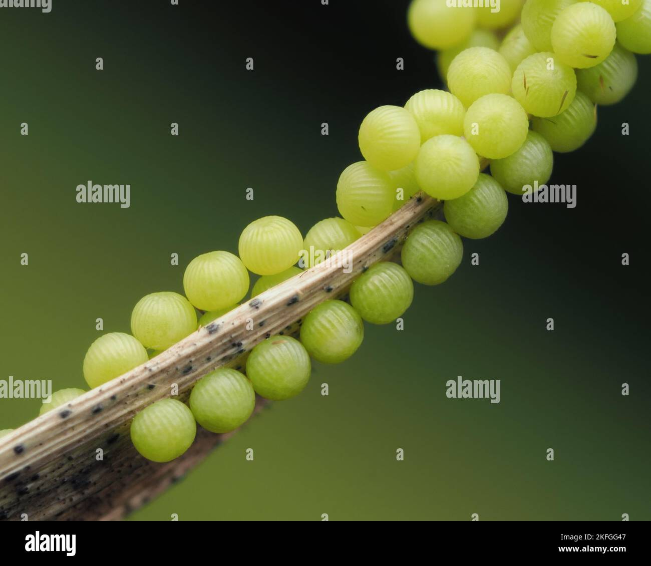 Burnet companion moth eggs (Euclidia glyphica) attached to plant stem ...