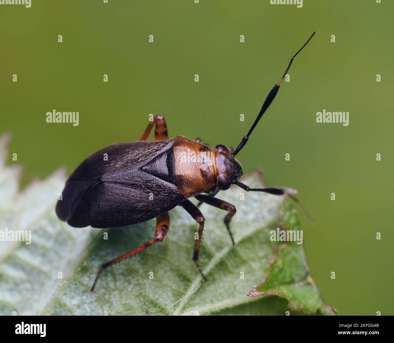 Capsus ater Mirid bug on plant leaf. Tipperary, Ireland Stock Photo - Alamy