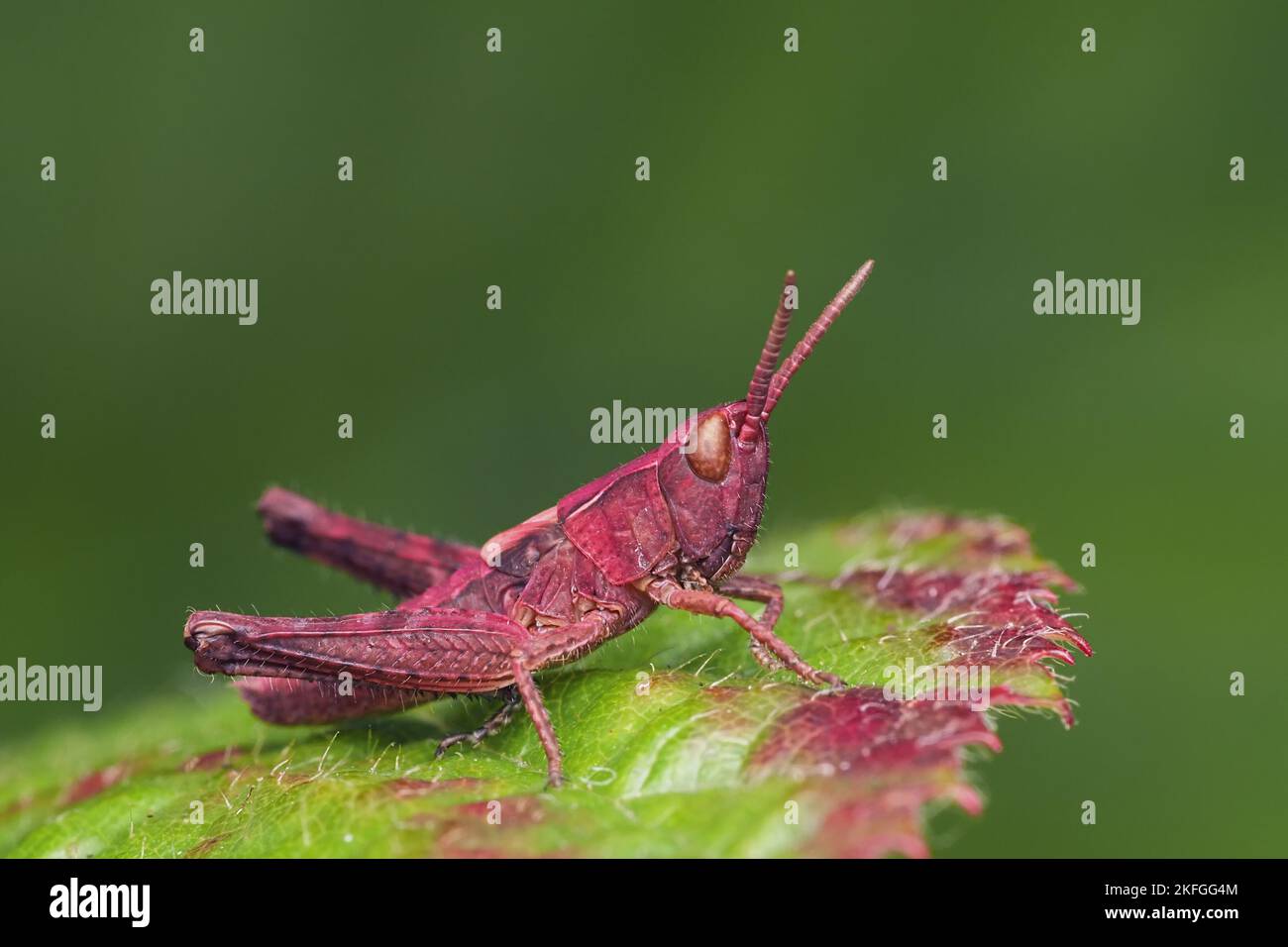 Pink grasshopper nymph at rest on bramble leaf. Tipperary, Ireland ...